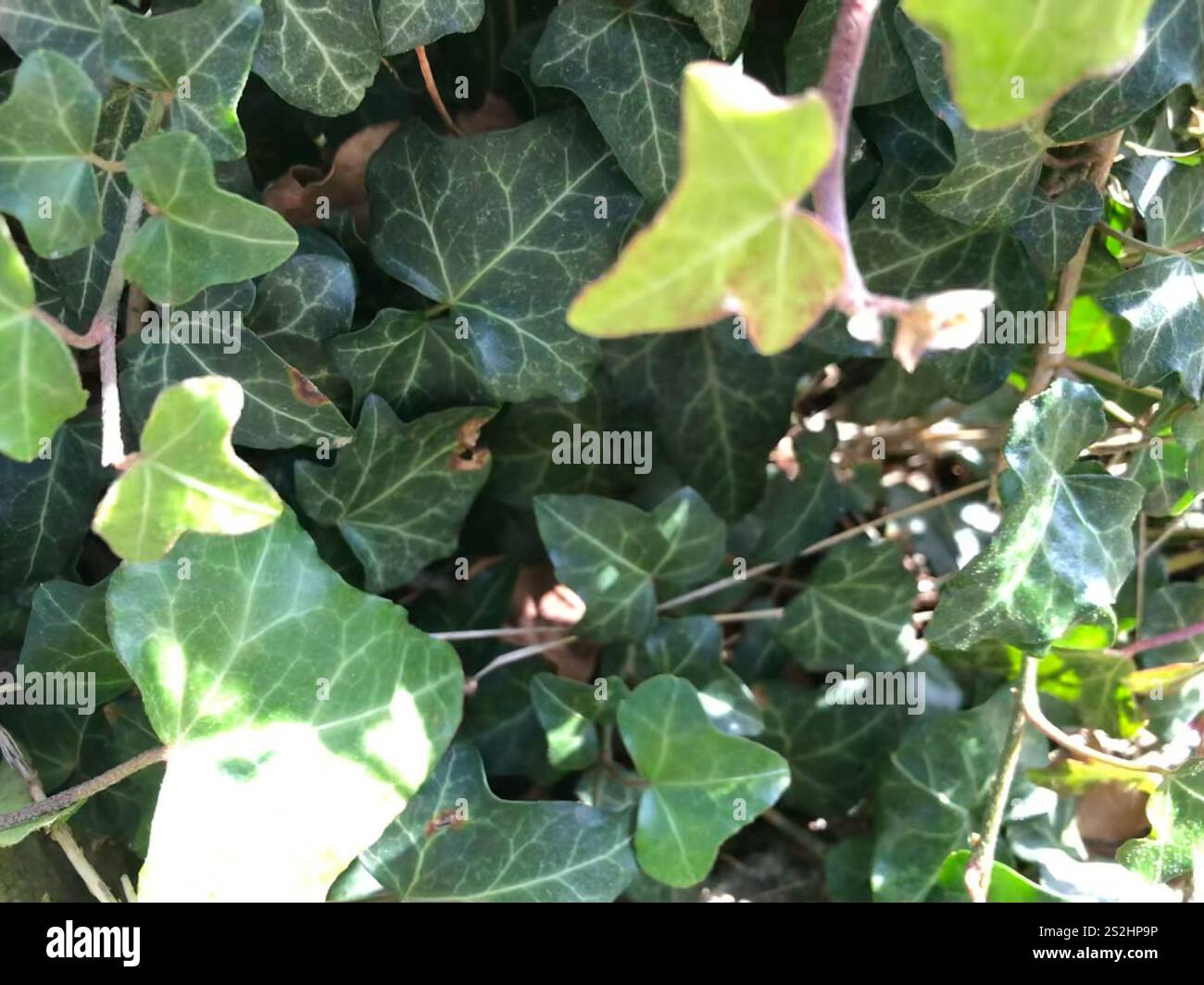 common ivy (Hedera helix Stock Photo - Alamy
