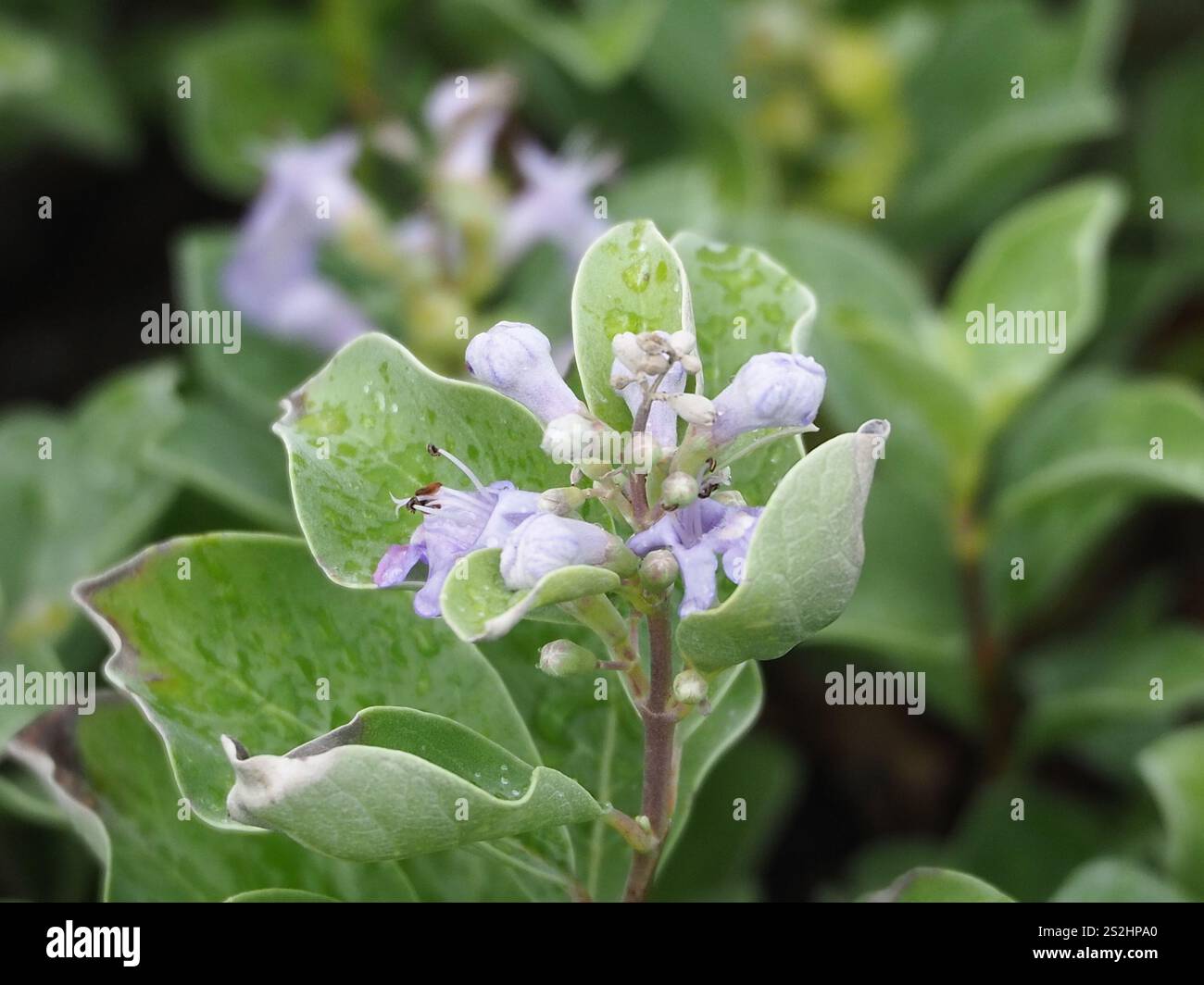 Beach Vitex (Vitex rotundifolia Stock Photo - Alamy