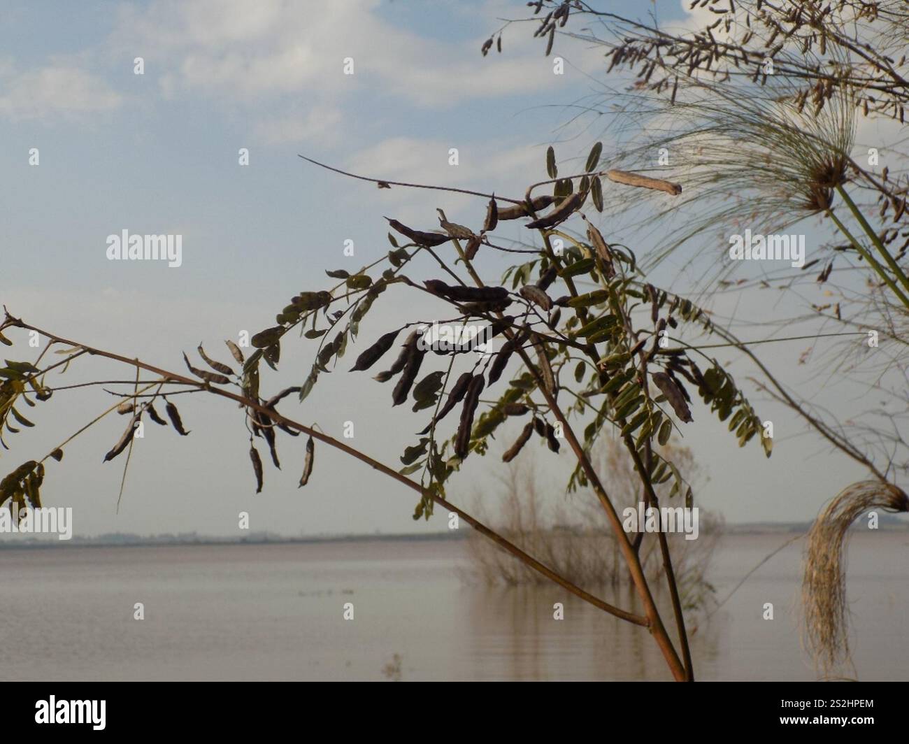 wand riverhemp (Sesbania virgata Stock Photo - Alamy