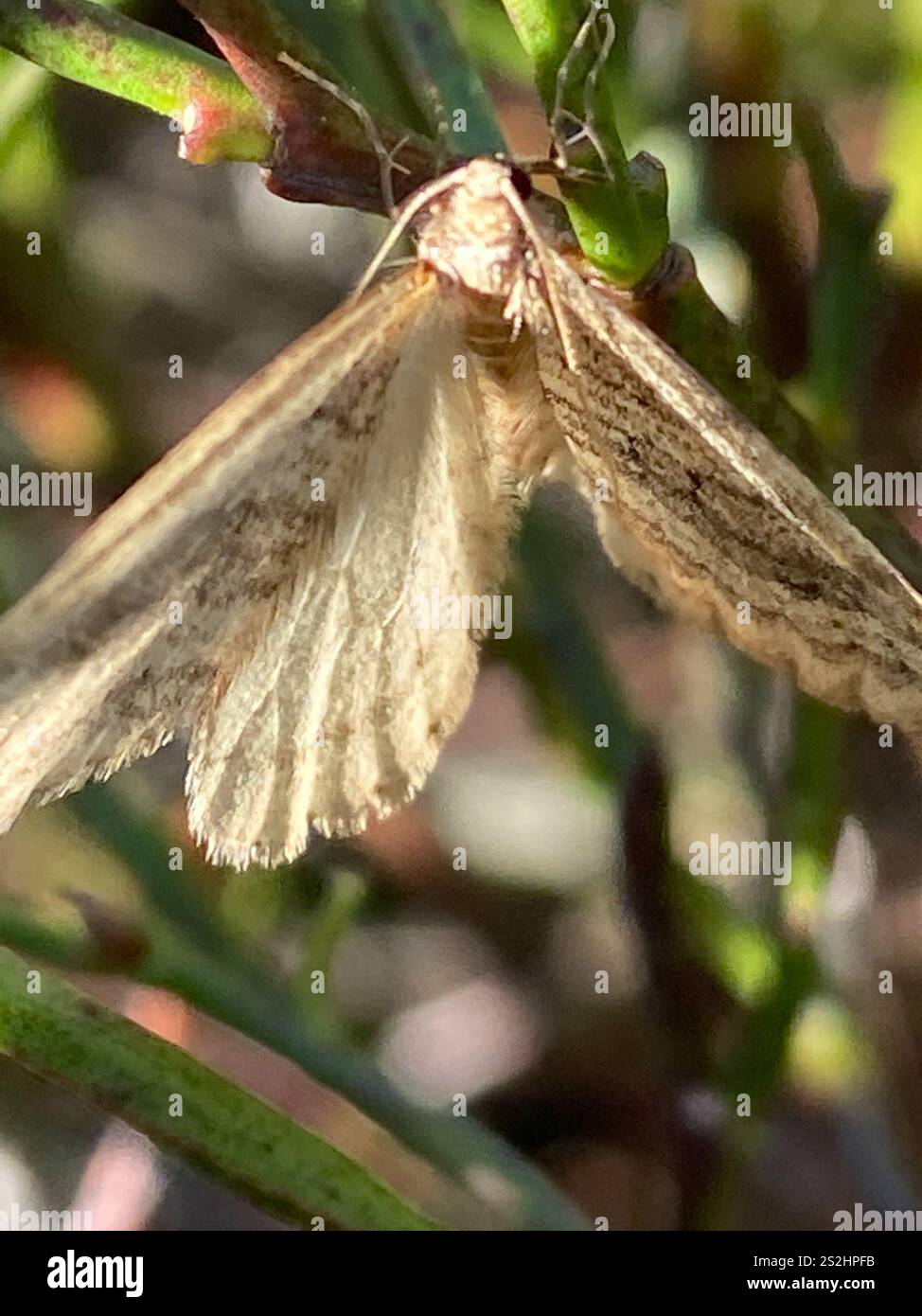 Northern Winter Moth (Operophtera fagata Stock Photo - Alamy