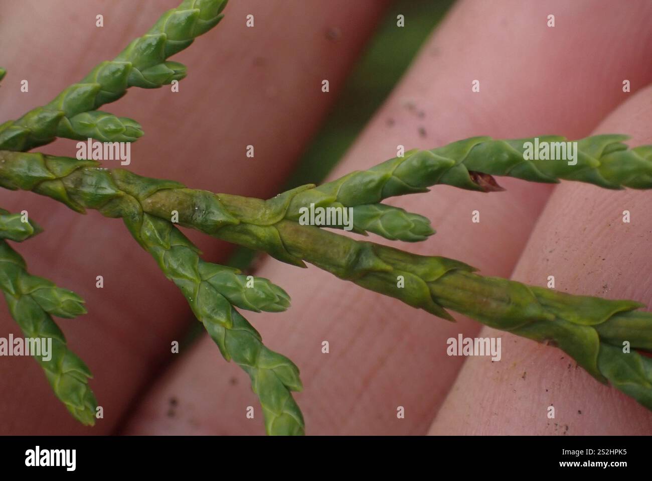 Alaska yellow cedar (Callitropsis nootkatensis Stock Photo - Alamy