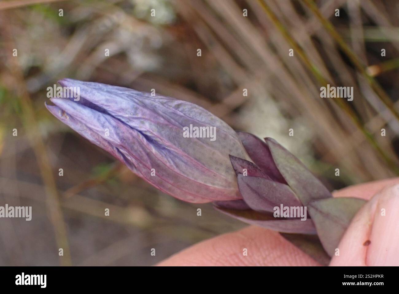 king's scepter gentian (Gentiana sceptrum Stock Photo - Alamy