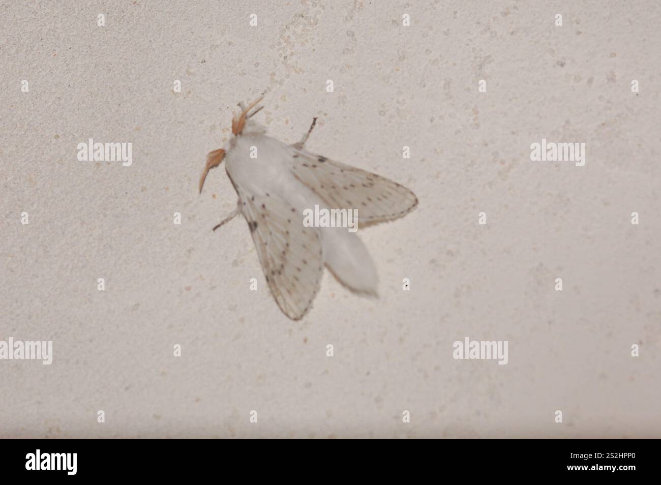 Dot-lined White (Artace cribrarius Stock Photo - Alamy