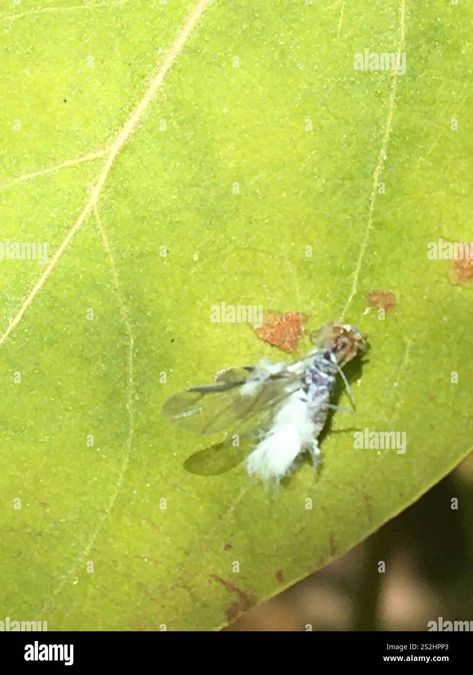 Woolly Aphids and Gall-making Aphids (Eriosomatinae Stock Photo - Alamy