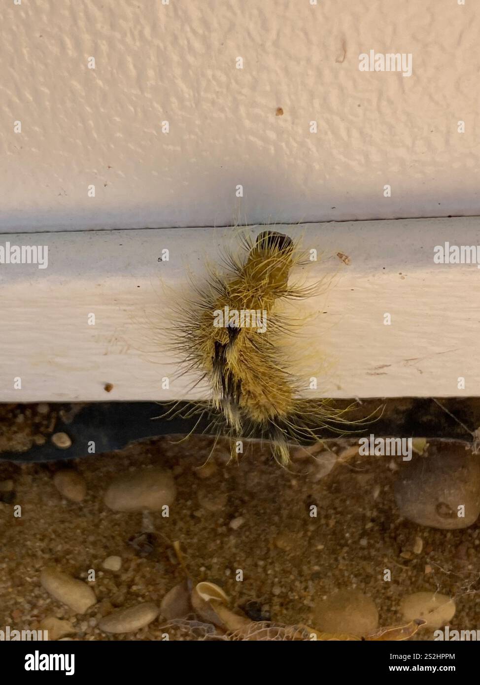 Hackberry Dagger (Acronicta rubricoma Stock Photo - Alamy