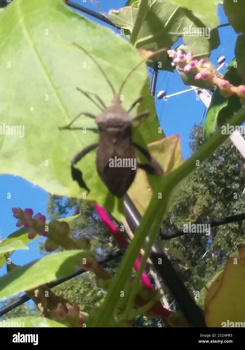 Florida Leaf-footed Bug (Acanthocephala femorata Stock Photo - Alamy