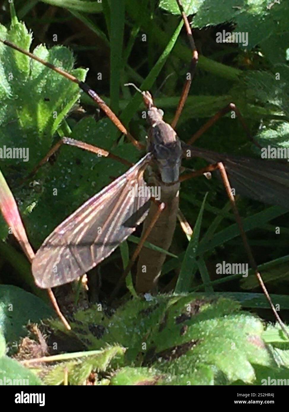 European Crane Fly (Tipula paludosa Stock Photo - Alamy