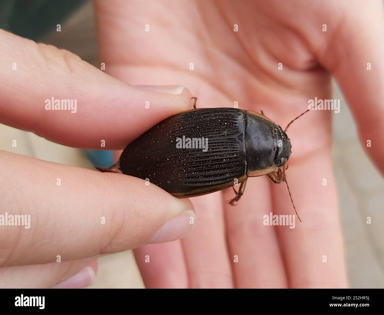King diving beetle hi-res stock photography and images - Alamy