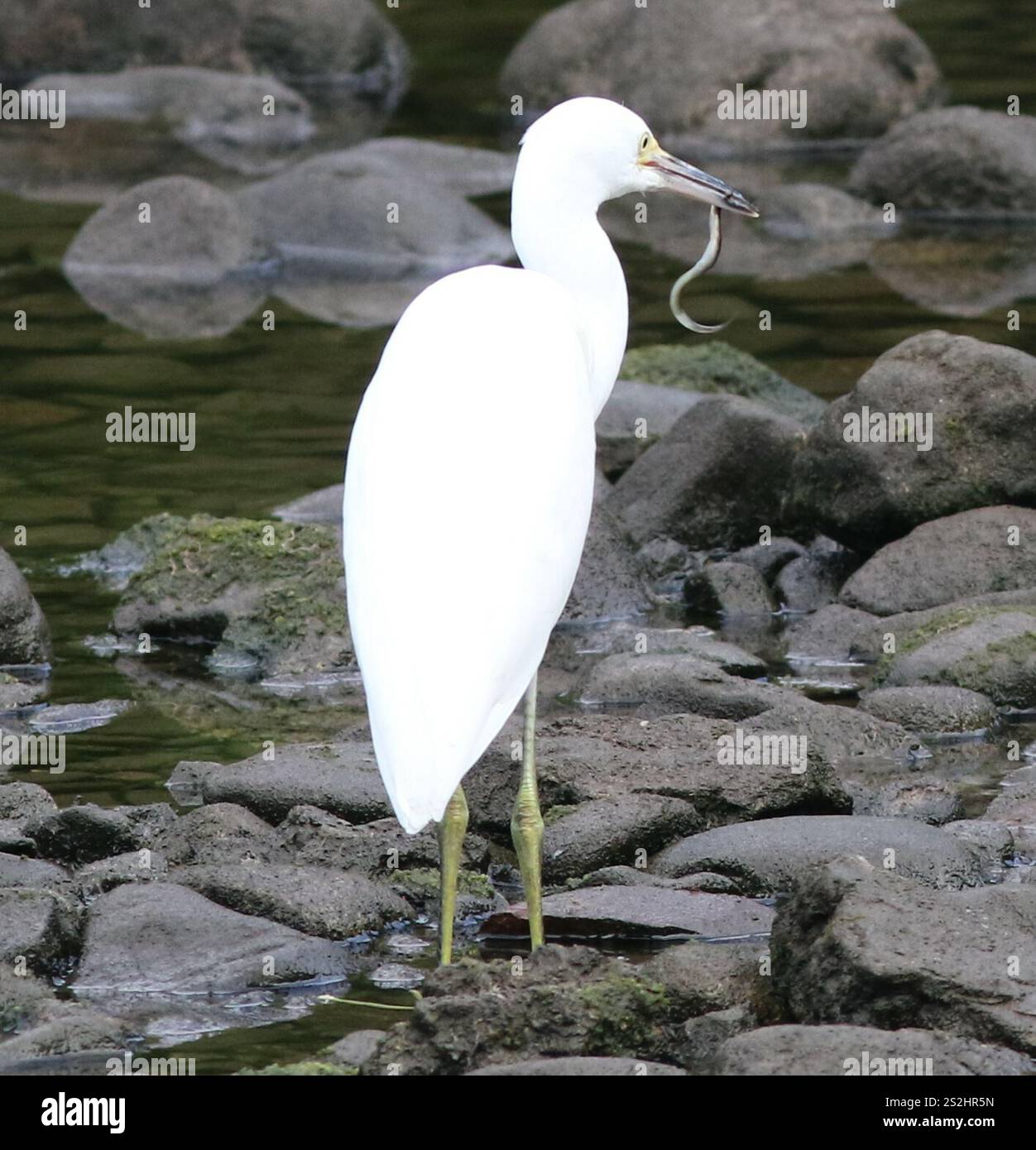 American Eel (Anguilla rostrata Stock Photo - Alamy