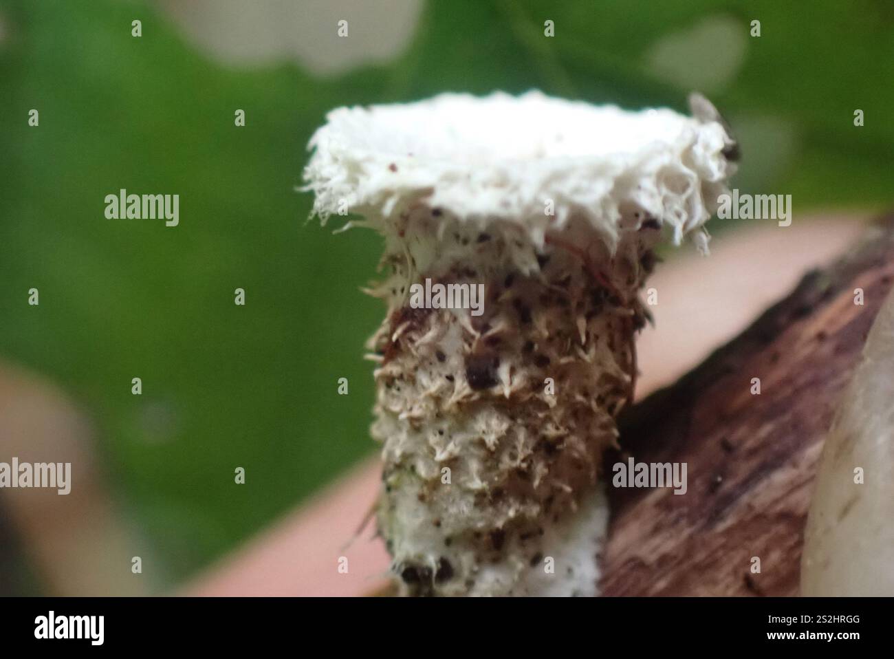 bird's nest fungi (Nidulariaceae Stock Photo - Alamy
