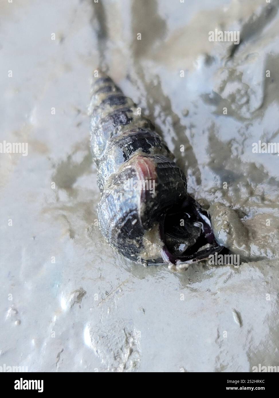 California Horn Snail (Cerithideopsis californica Stock Photo - Alamy
