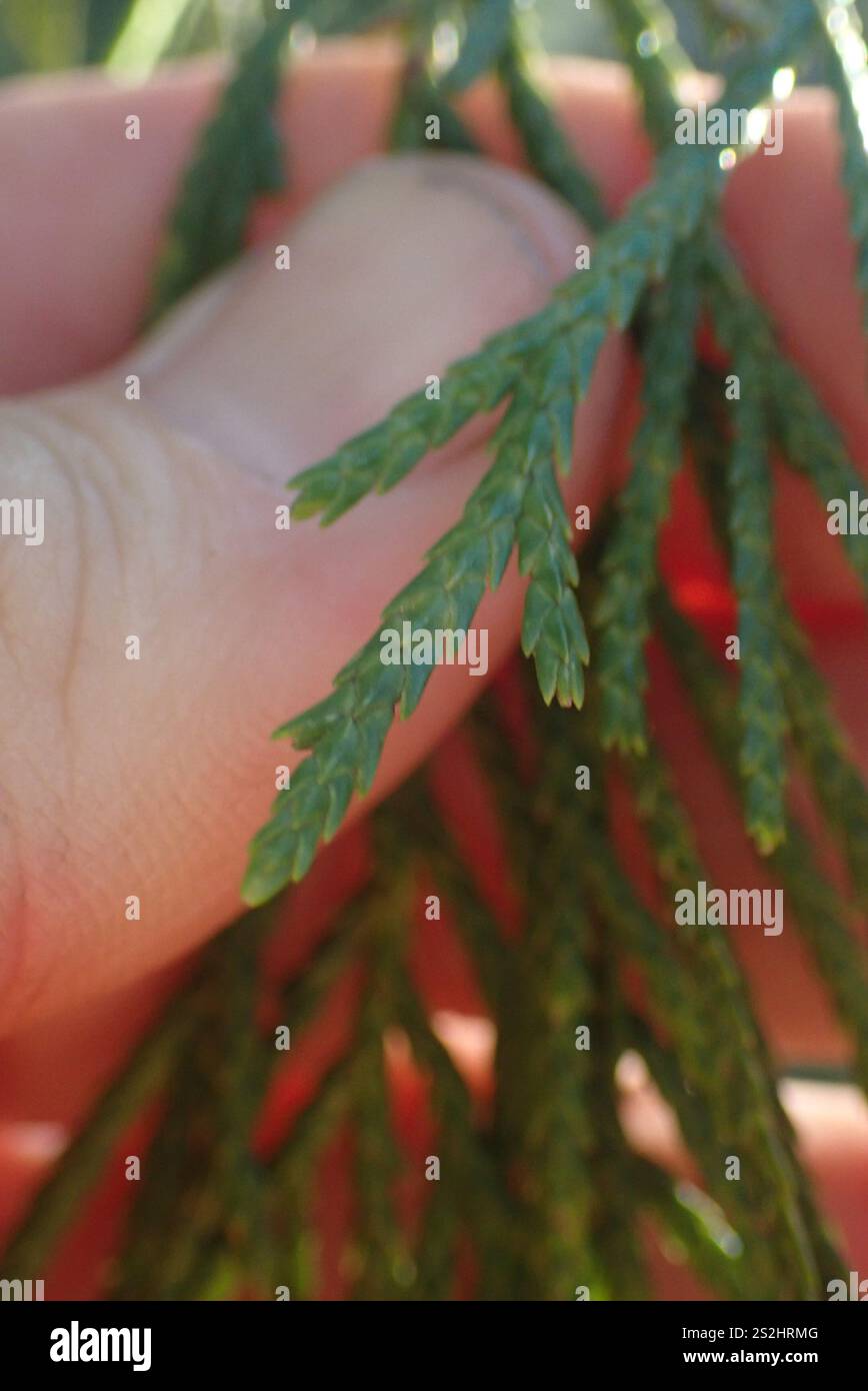 Alaska yellow cedar (Callitropsis nootkatensis Stock Photo - Alamy