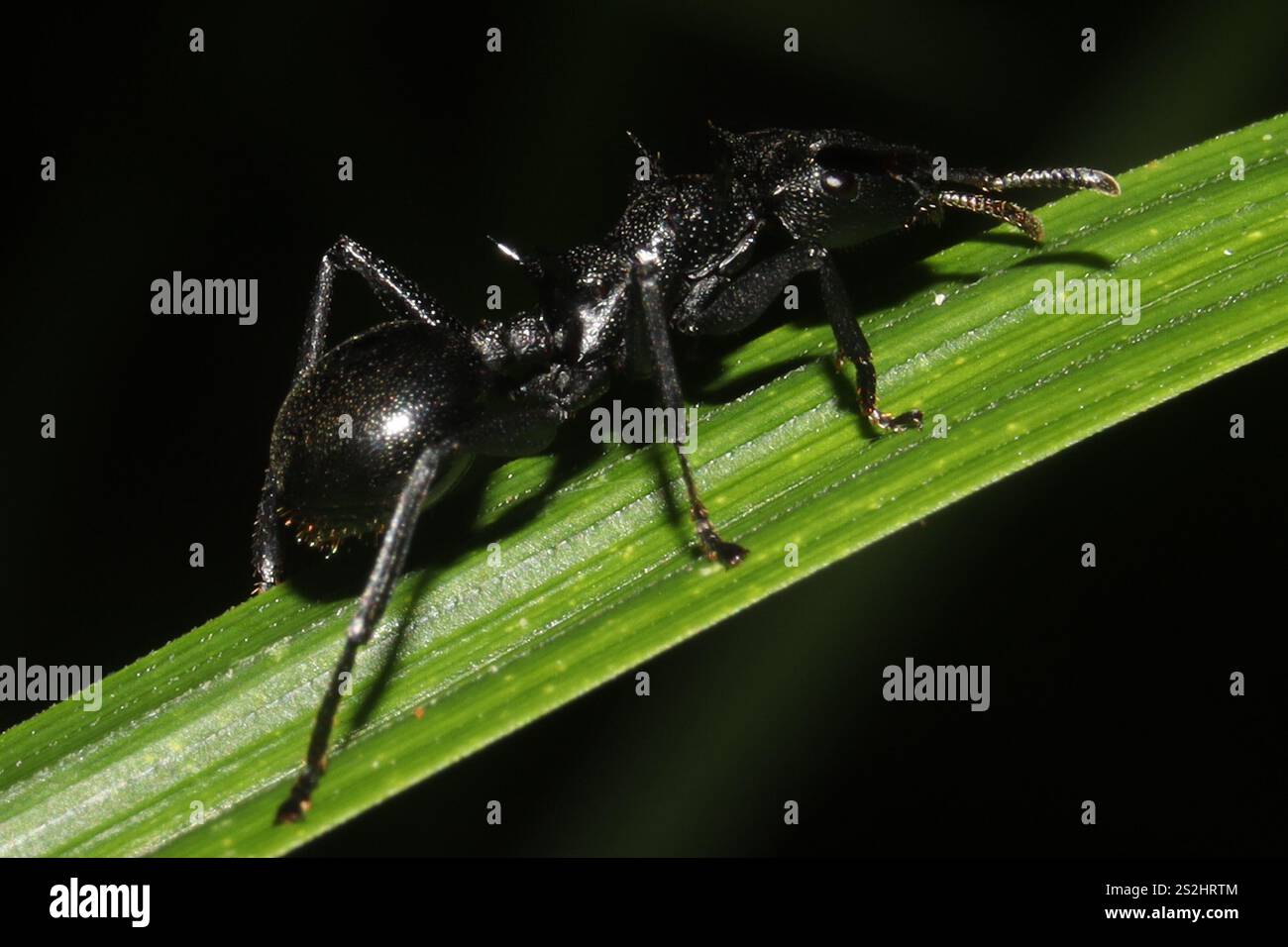 Common Giant Turtle Ant (Cephalotes atratus Stock Photo - Alamy