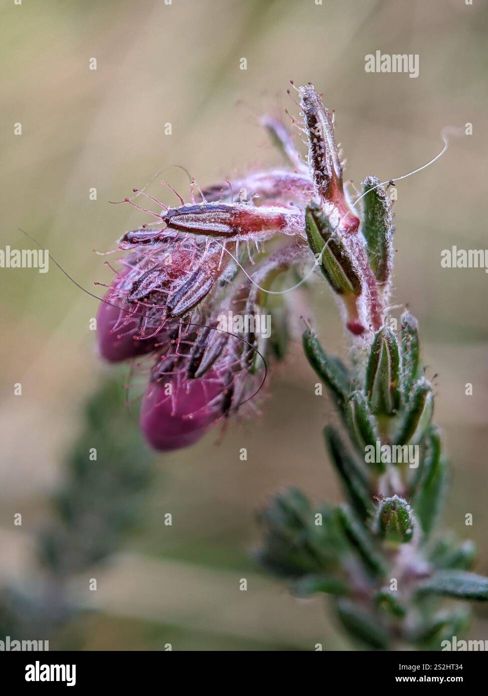 Cross-leaved Heath (Erica tetralix Stock Photo - Alamy