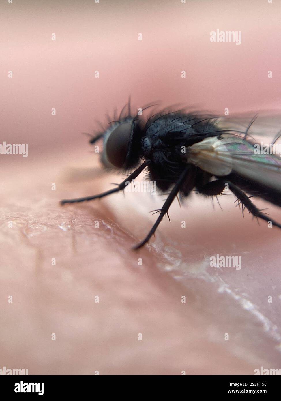 Leucostoma hi-res stock photography and images - Alamy