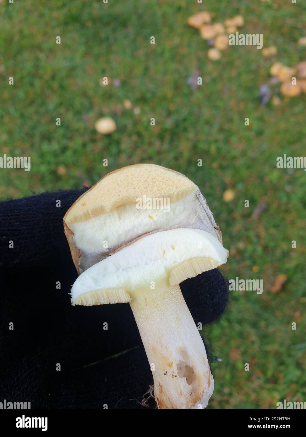 Slippery Jacks (Suillus Stock Photo - Alamy