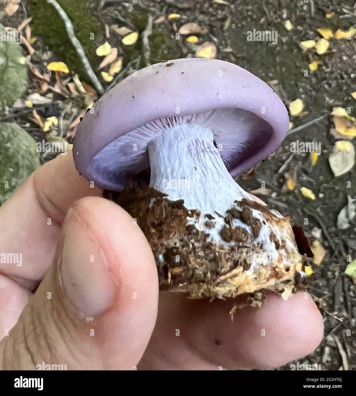 Blewit (Collybia nuda Stock Photo - Alamy