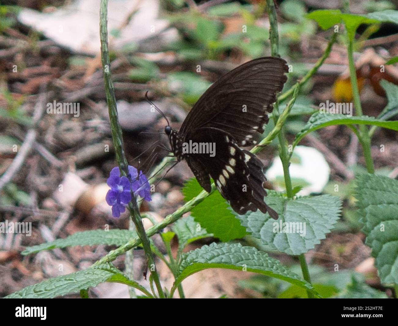 Common Mormon Swallowtail (Papilio polytes Stock Photo - Alamy