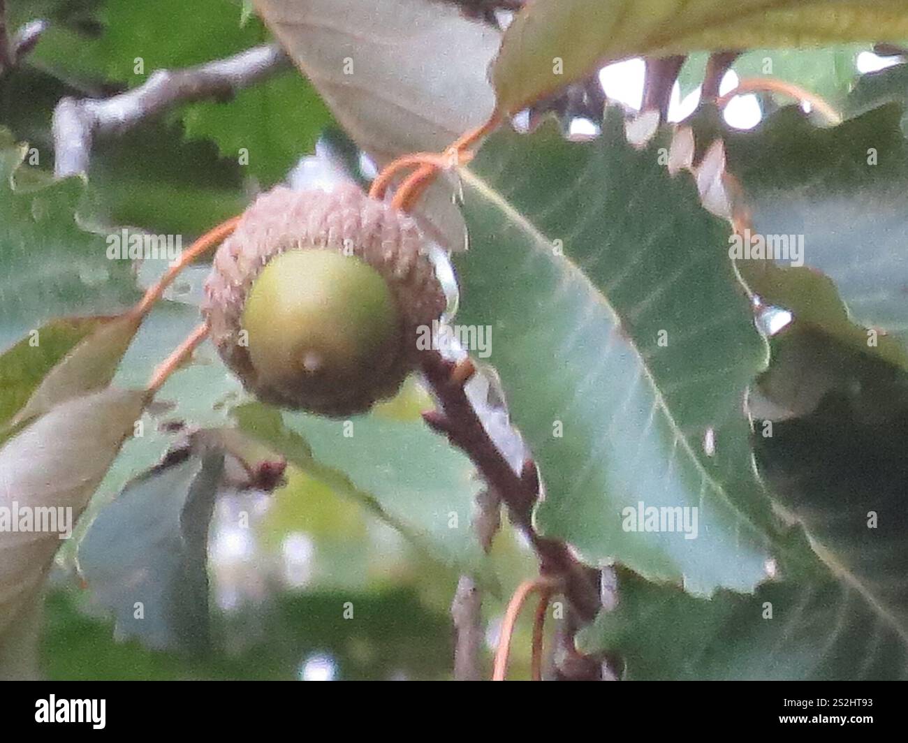 swamp chestnut oak (Quercus michauxii Stock Photo - Alamy