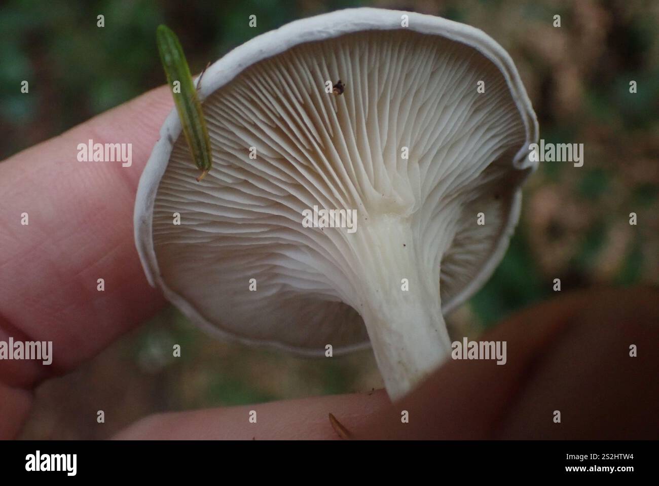 Sweetbread Mushroom (Clitopilus prunulus Stock Photo - Alamy