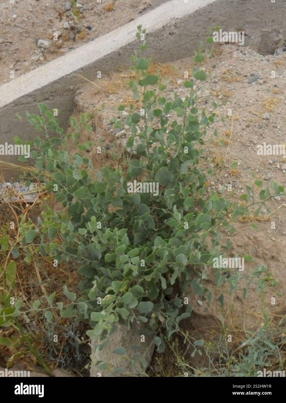desert plum (Lycium boerhaviifolium Stock Photo - Alamy