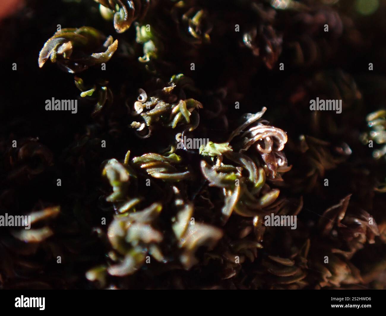 Water Screw-moss (Syntrichia latifolia Stock Photo - Alamy
