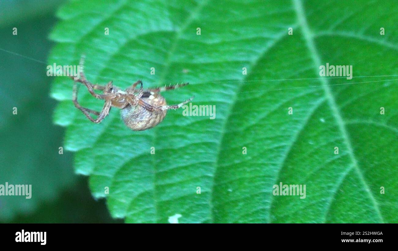 Common Hairy Field Spider (Neoscona subfusca Stock Photo - Alamy