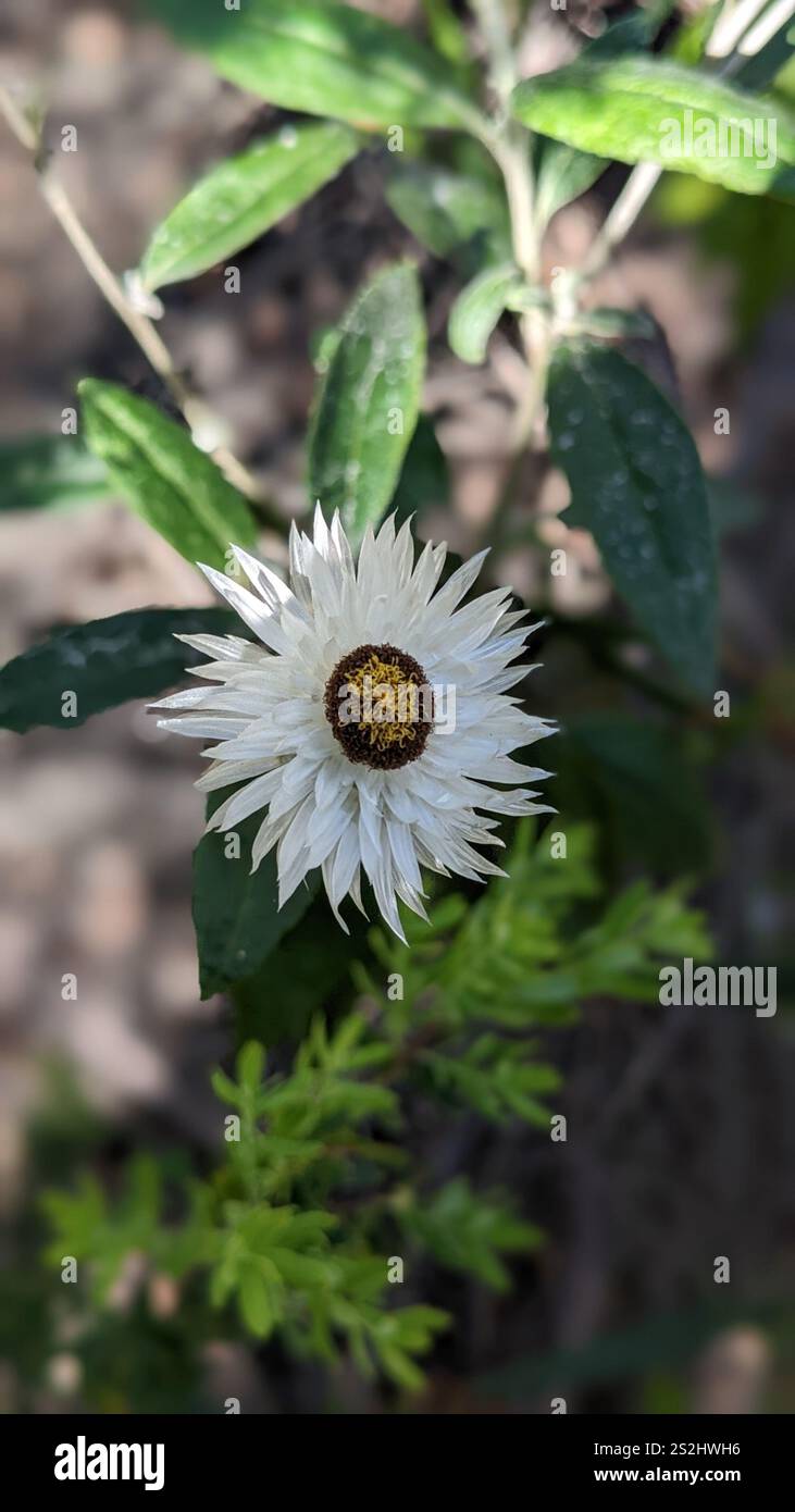 white paper daisy (Coronidium elatum Stock Photo - Alamy