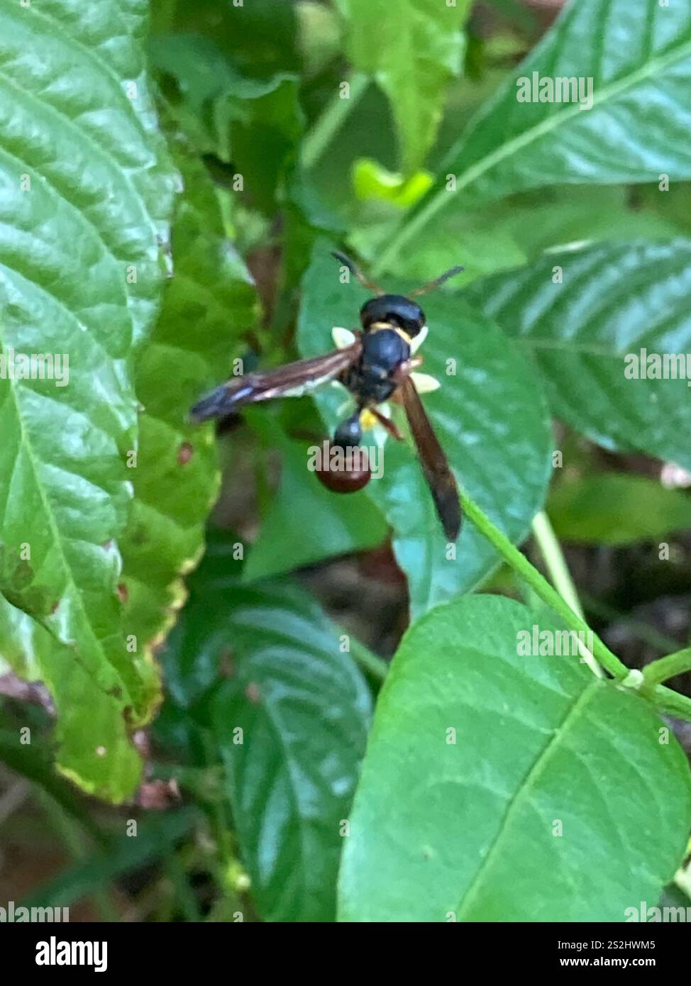 Slosson's Mason Wasp (Zethus slossonae Stock Photo - Alamy