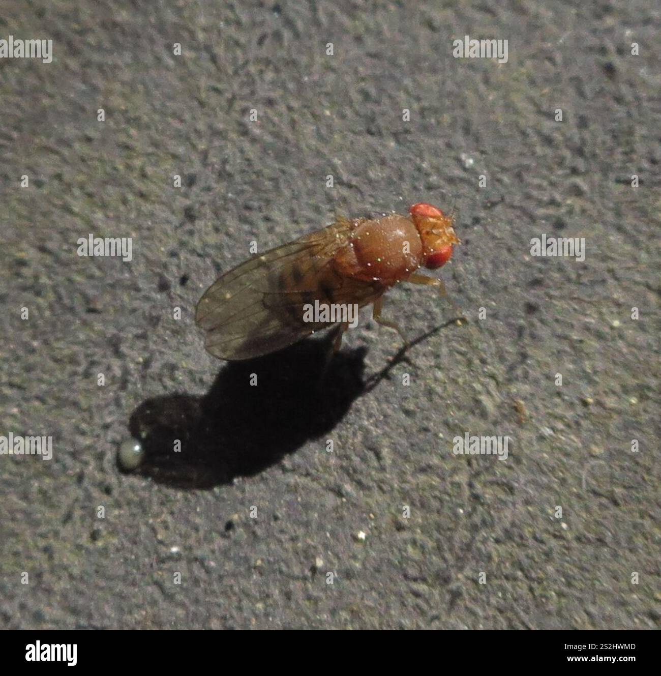 Small Fruit Flies (Drosophila Stock Photo - Alamy