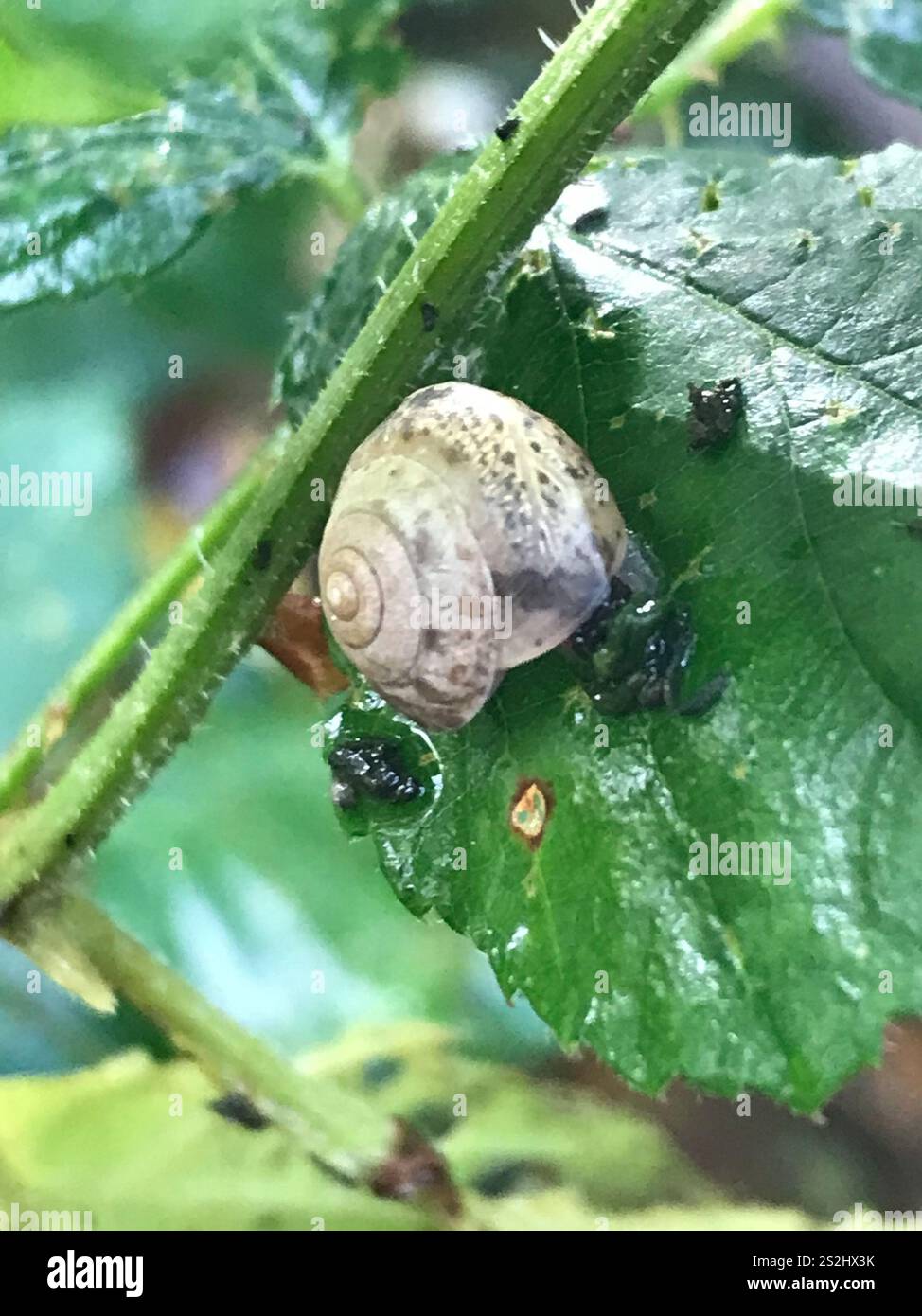 Strawberry Snail (Trochulus striolatus Stock Photo - Alamy