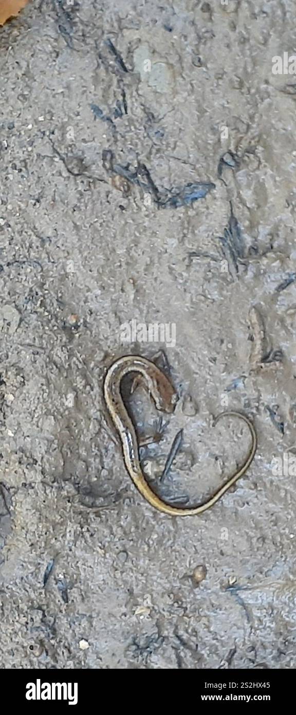 Southern Two-lined Salamander (Eurycea cirrigera Stock Photo - Alamy