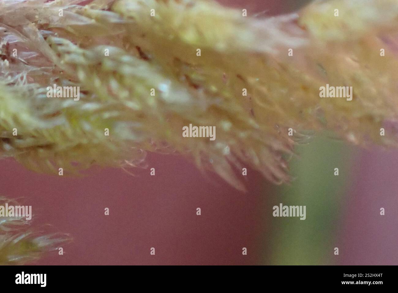 Mouse-tail Moss (Pseudisothecium myosuroides Stock Photo - Alamy