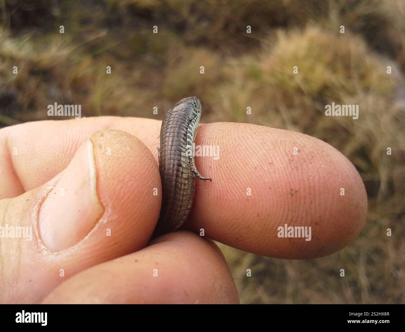 Breyer's Long-tailed Seps (Tetradactylus breyeri Stock Photo - Alamy