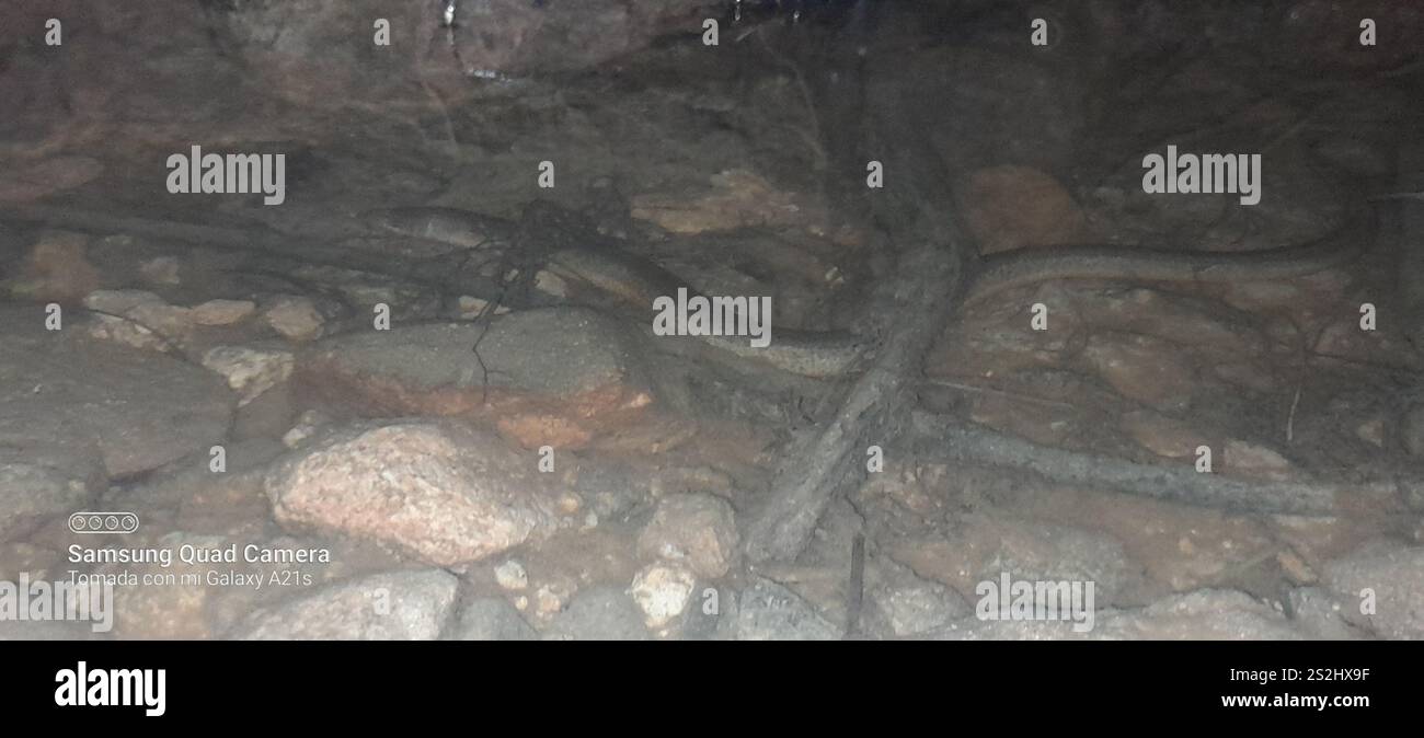 Marbled Swamp Eel (Synbranchus marmoratus Stock Photo - Alamy