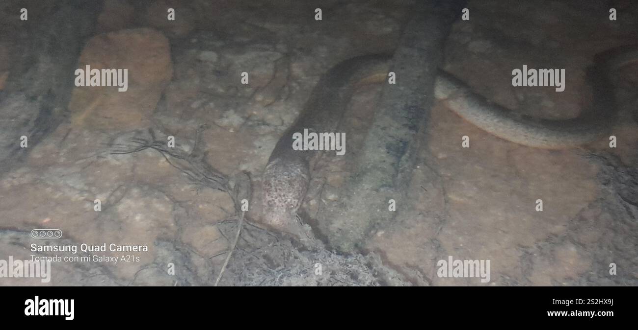 Marbled Swamp Eel (Synbranchus marmoratus Stock Photo - Alamy