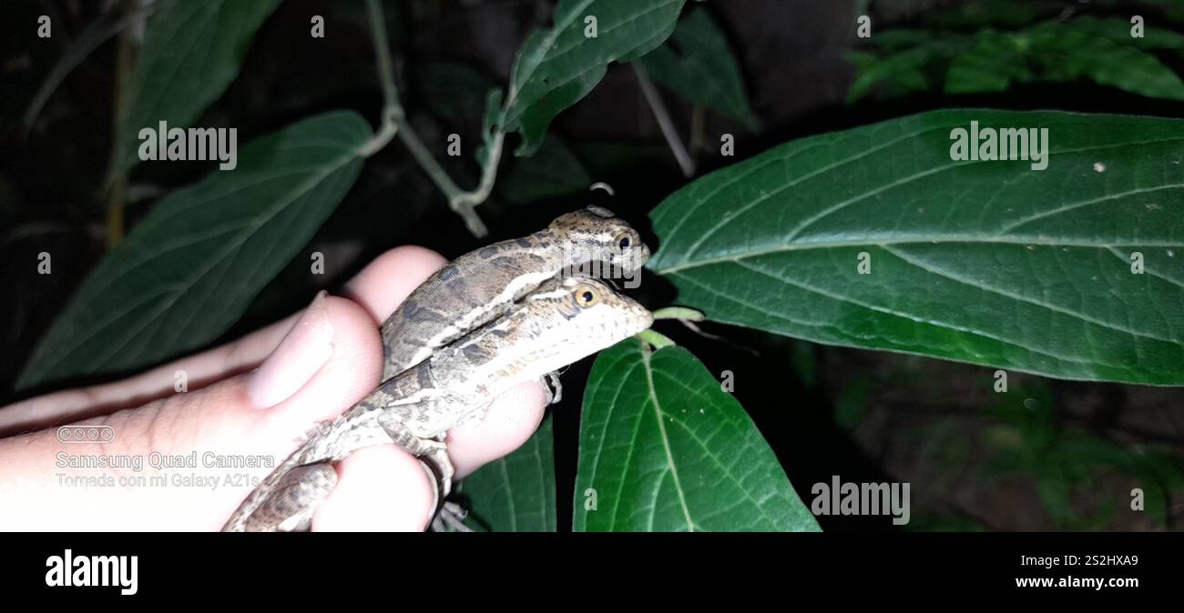 Common Basilisk (Basiliscus basiliscus Stock Photo - Alamy