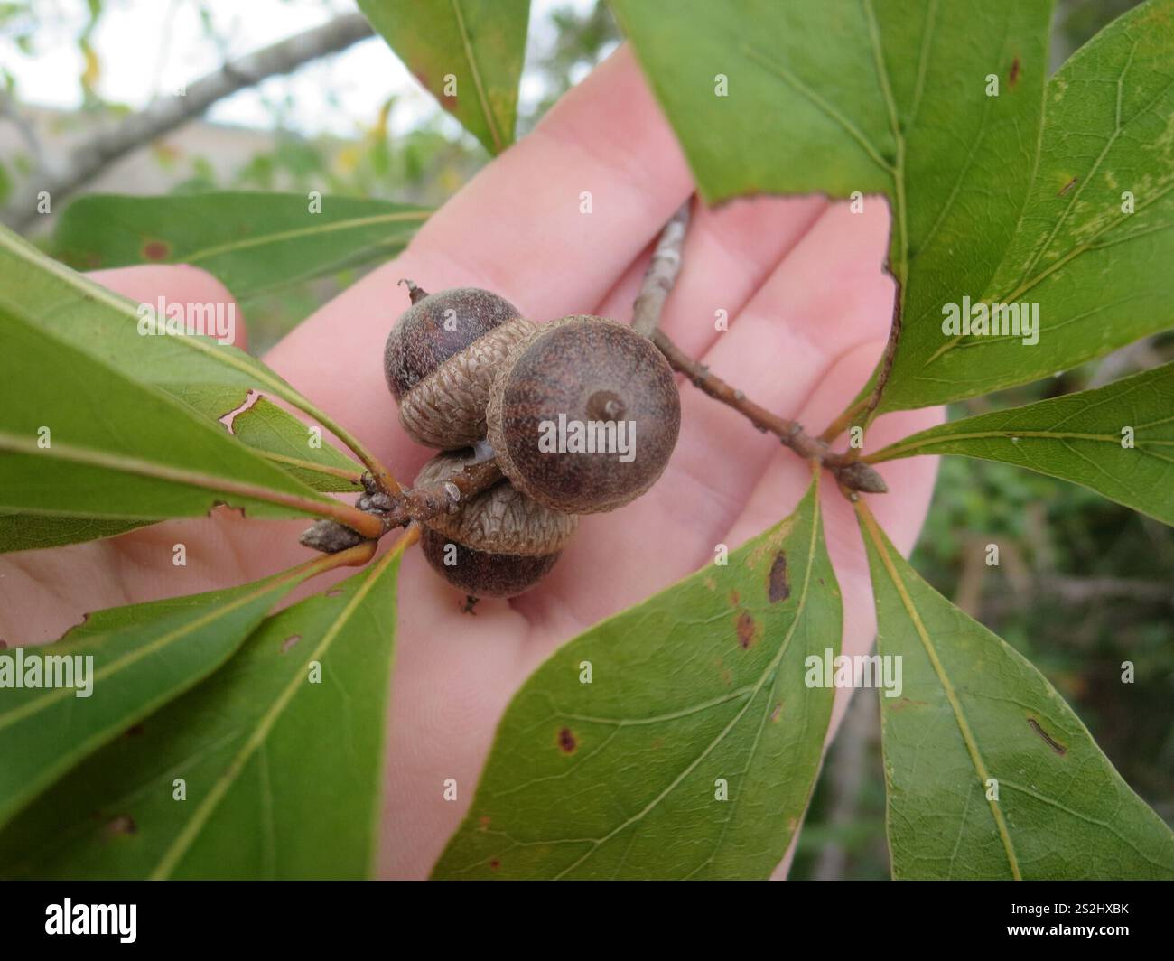 water oak (Quercus nigra Stock Photo - Alamy