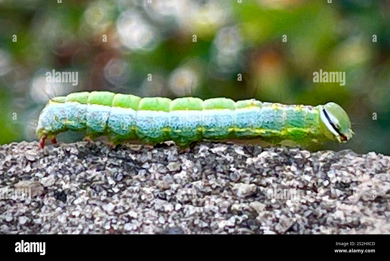 Variable Oakleaf Caterpillar Moth (Lochmaeus manteo Stock Photo - Alamy