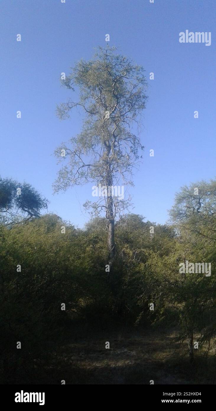 Common White Quebracho (Aspidosperma quebracho-blanco Stock Photo - Alamy