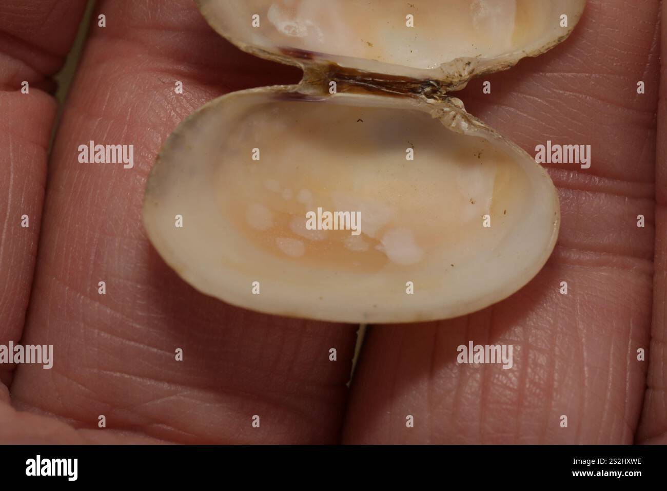 Pullet Carpet Shell (Venerupis corrugata Stock Photo - Alamy