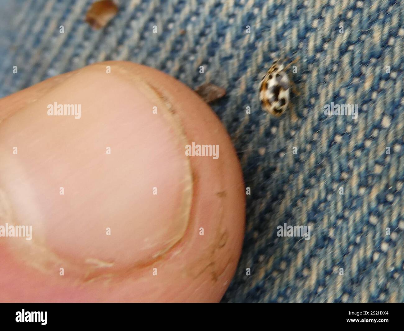 Twenty-spotted Lady Beetle (Psyllobora vigintimaculata Stock Photo - Alamy