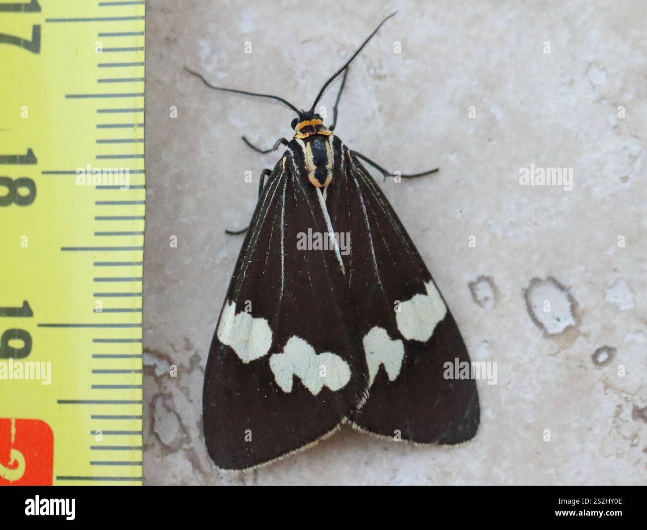 Australian magpie moth (Nyctemera amicus Stock Photo - Alamy