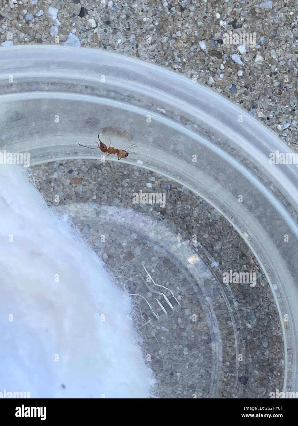 Yellow Pyramid Ant (Dorymyrmex flavus Stock Photo - Alamy