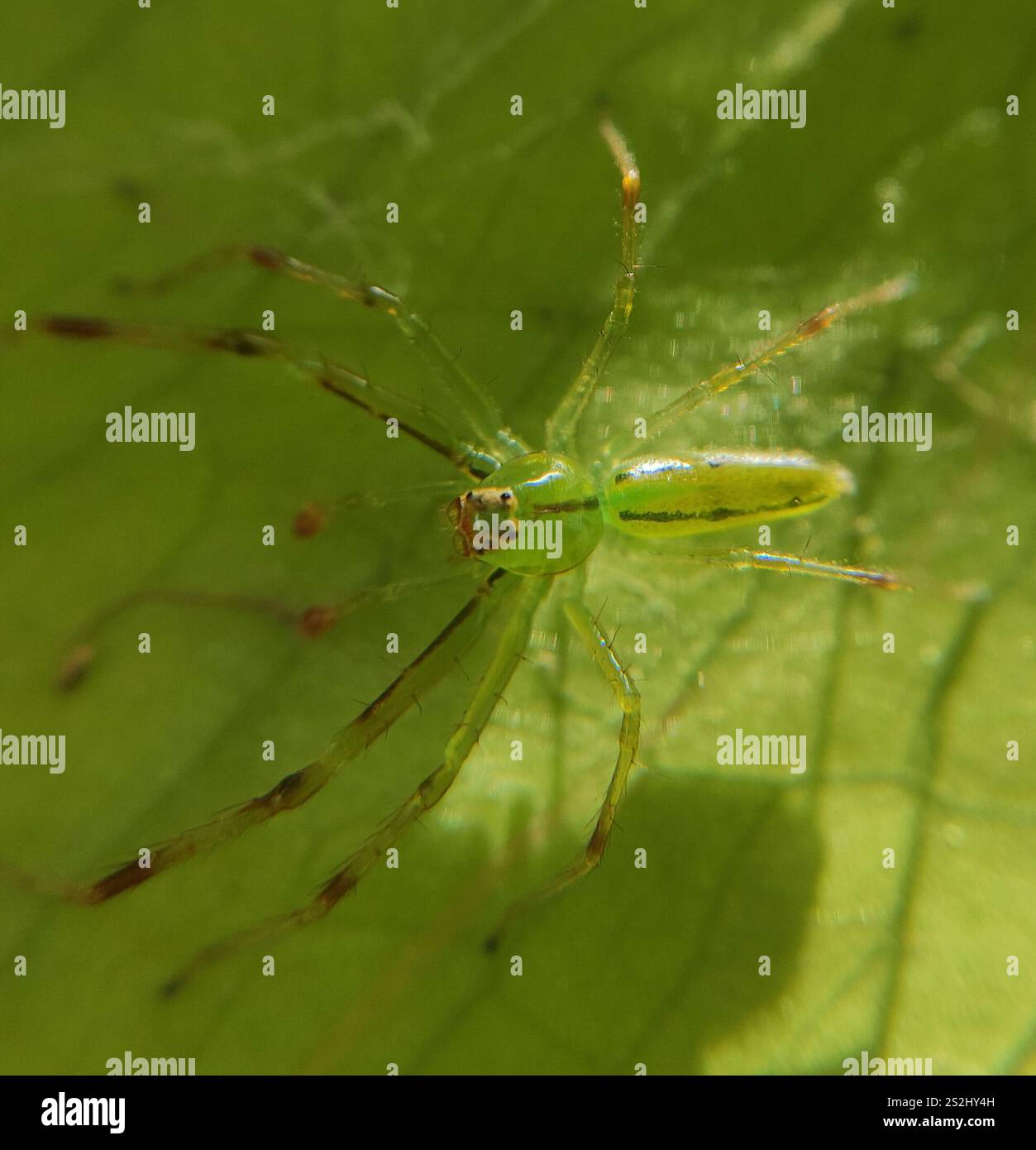 Translucent Green Jumping Spiders (Lyssomanes Stock Photo - Alamy