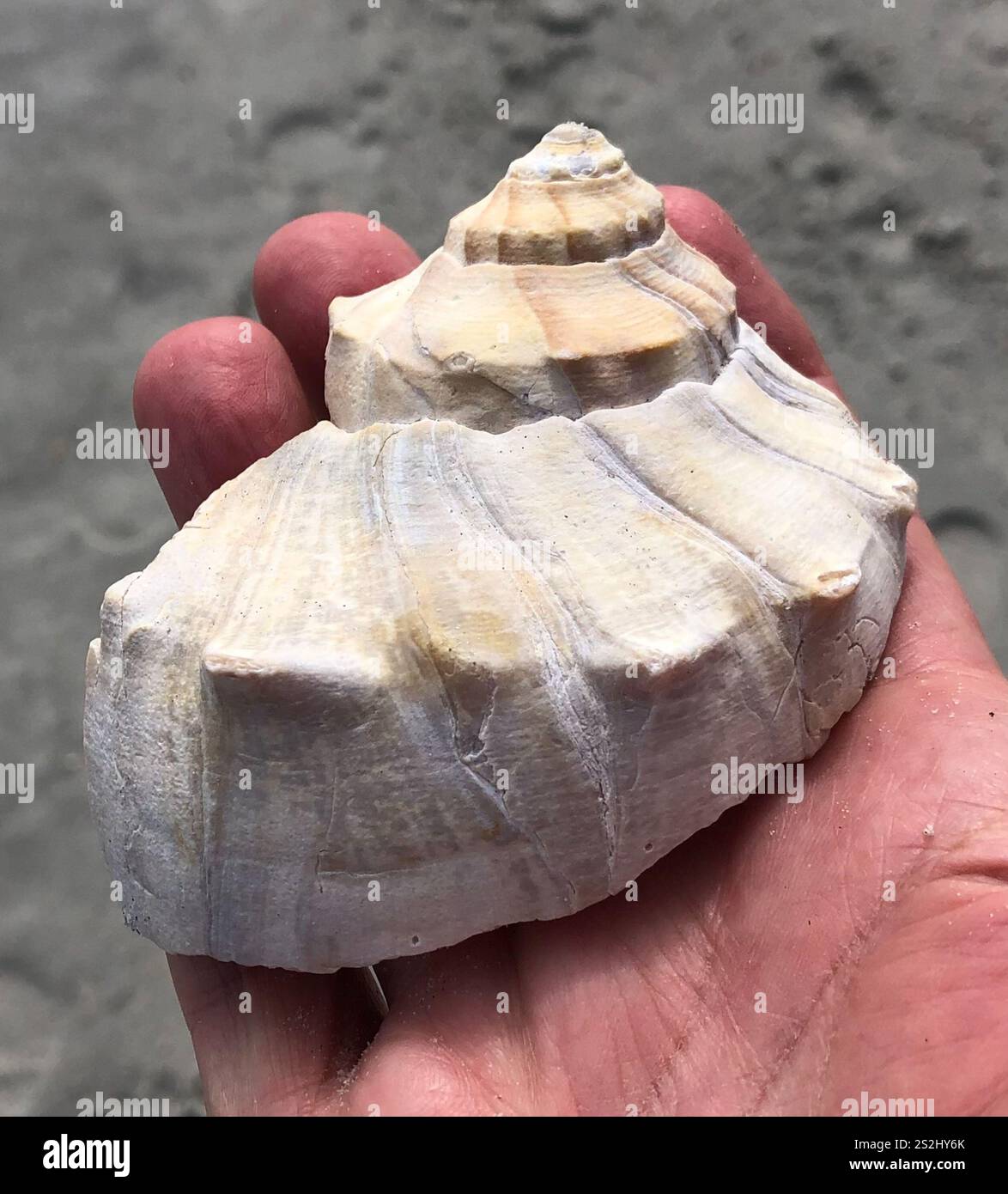 Knobbed whelk hi-res stock photography and images - Alamy