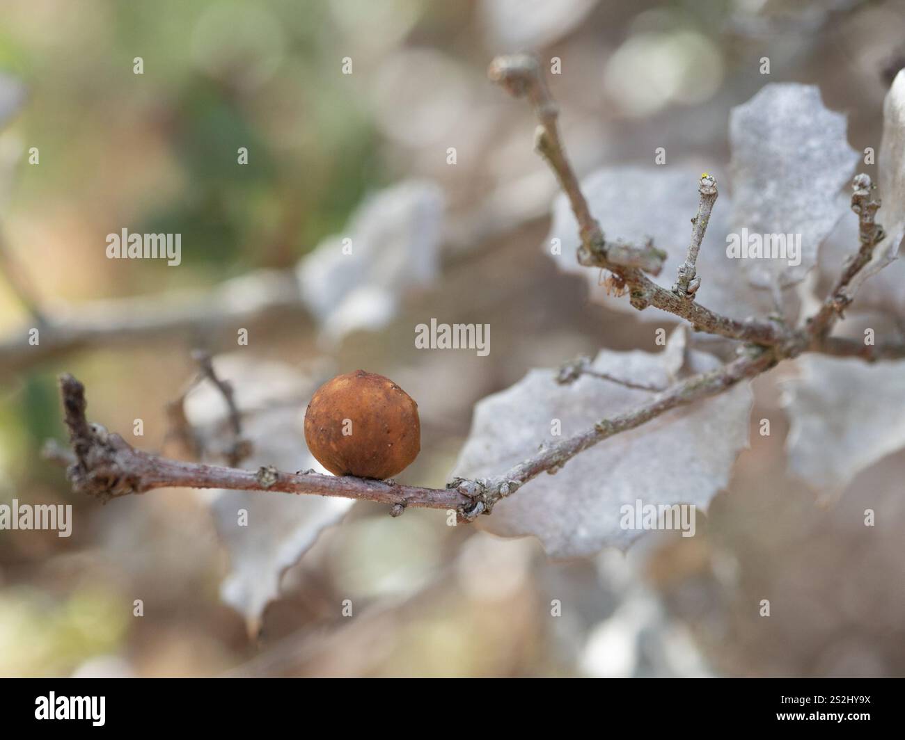 Beaked Twig Gall Wasp (Burnettweldia plumbella Stock Photo - Alamy