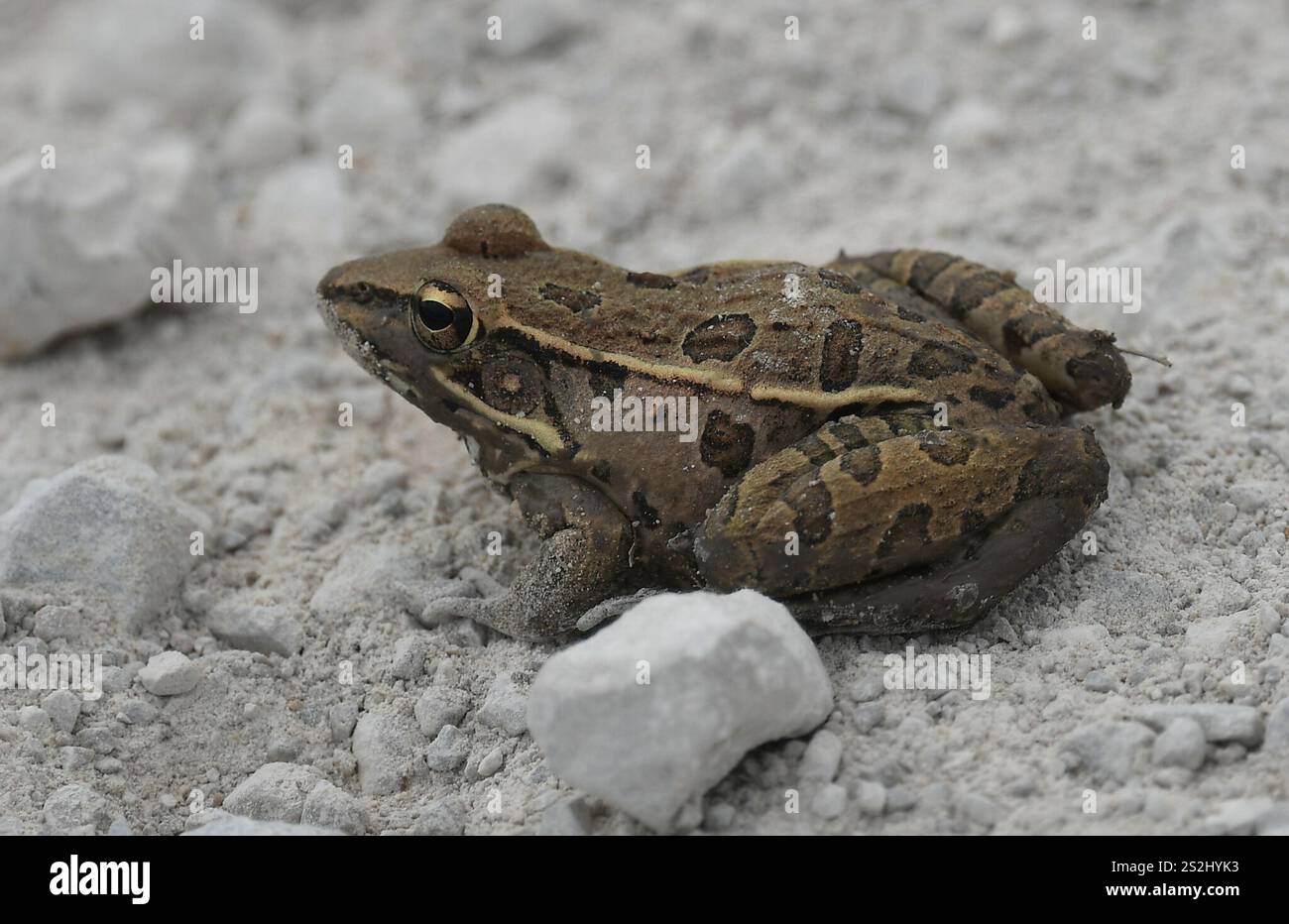 Southern Leopard Frog (Lithobates sphenocephalus Stock Photo - Alamy