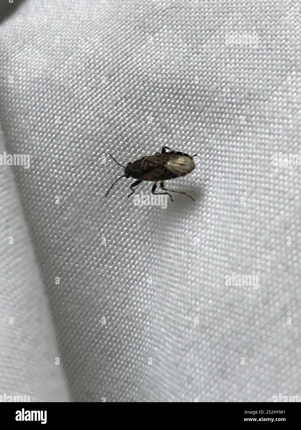 Nettle ground bug (Heterogaster urticae Stock Photo - Alamy