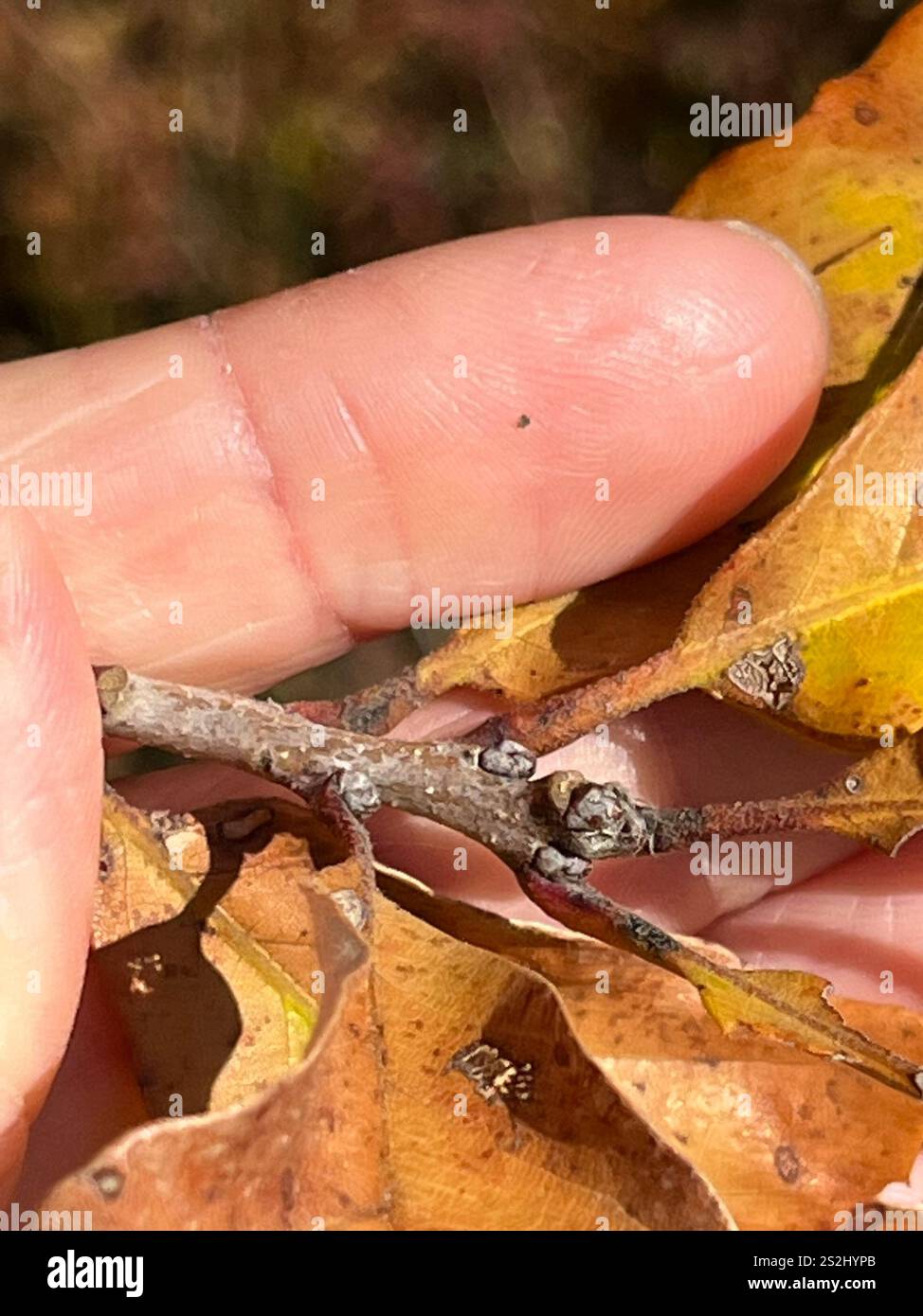 swamp white oak (Quercus bicolor Stock Photo - Alamy